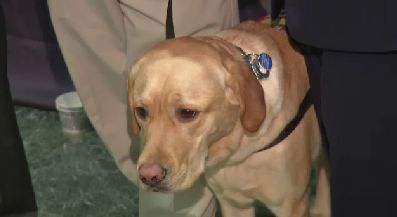 Legislation Passed to Honor Service Dogs in NYS