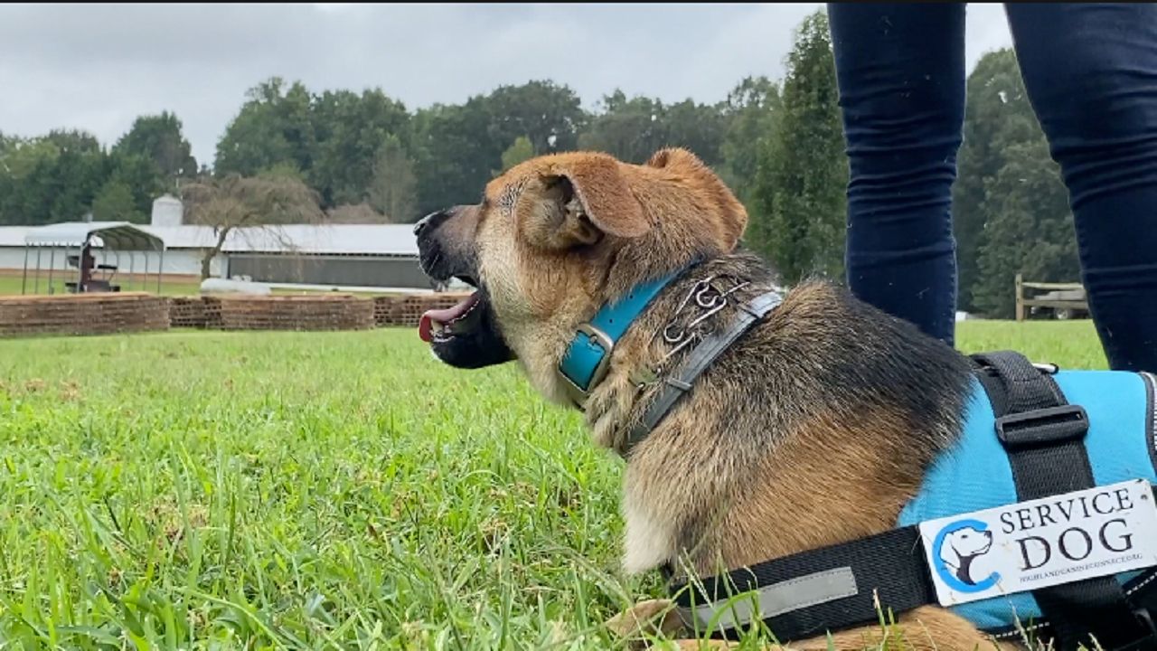 Two Service Dogs Made Available for Area Veterans