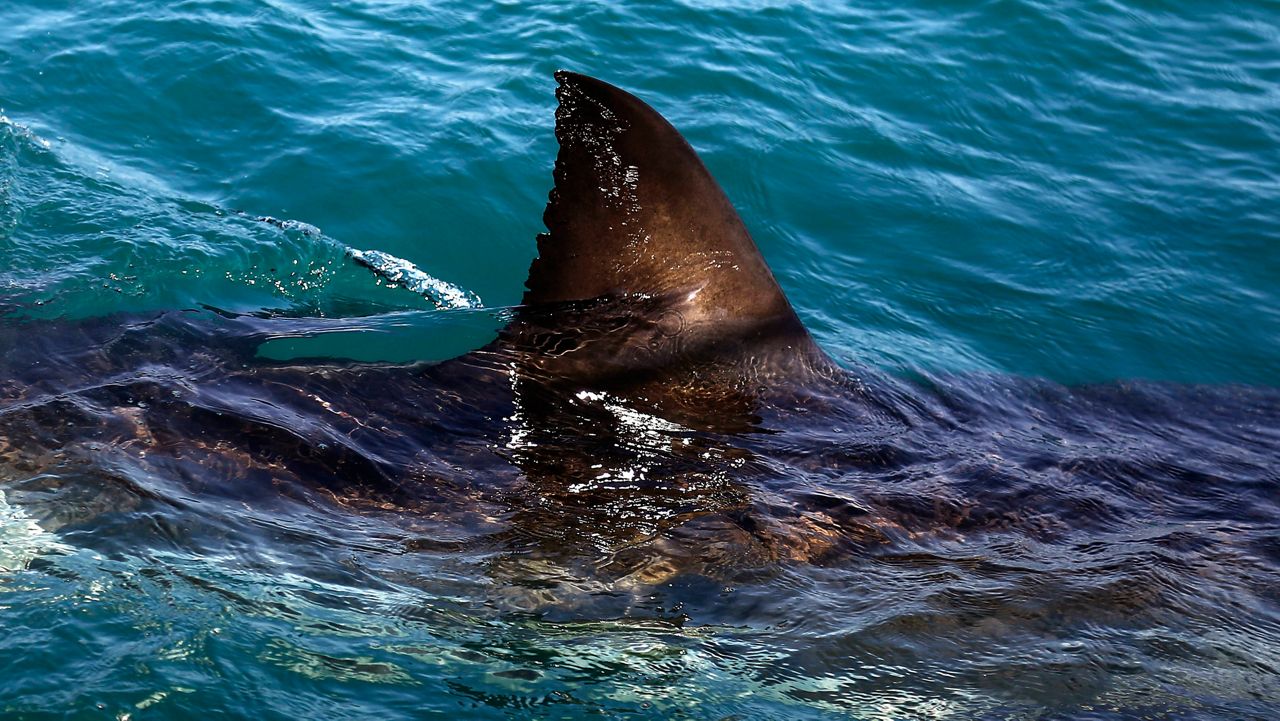 Experts warn warmer waters may push sharks toward beaches