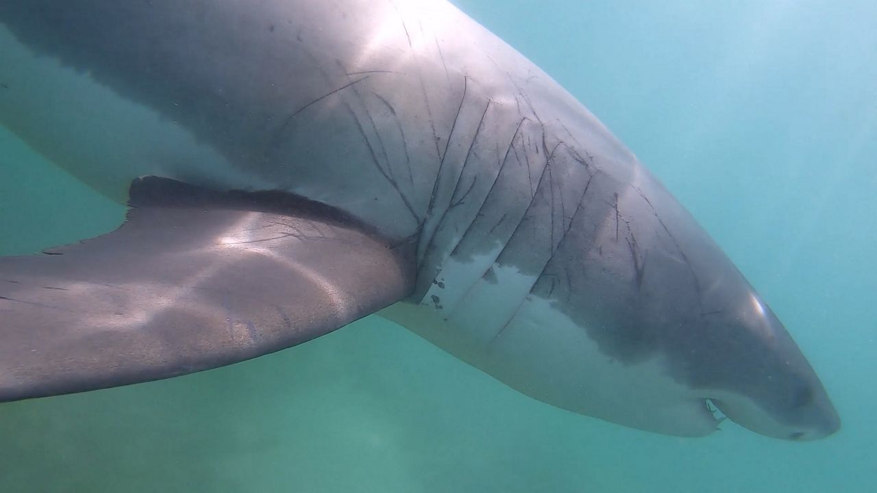 CSULB Shark Lab monitoring funds will run out in June