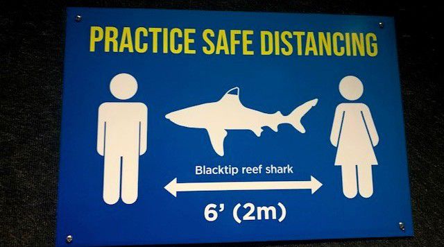 SeaWorld San Antonio Highlighting Sharks During Popular Week-Long TV Event