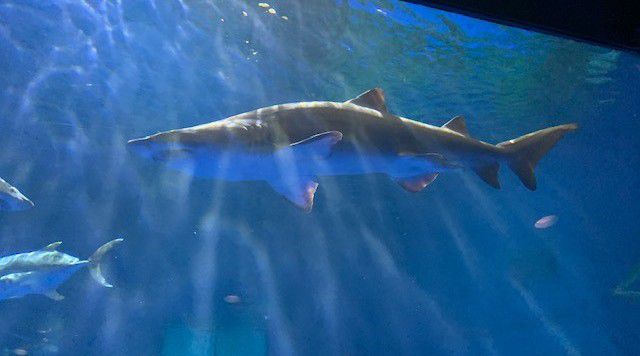 SeaWorld Highlighting Sharks During Week-Long TV Event