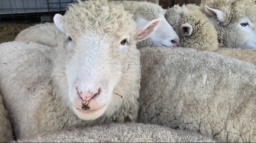 Sheep shearers see uptick in demand for services