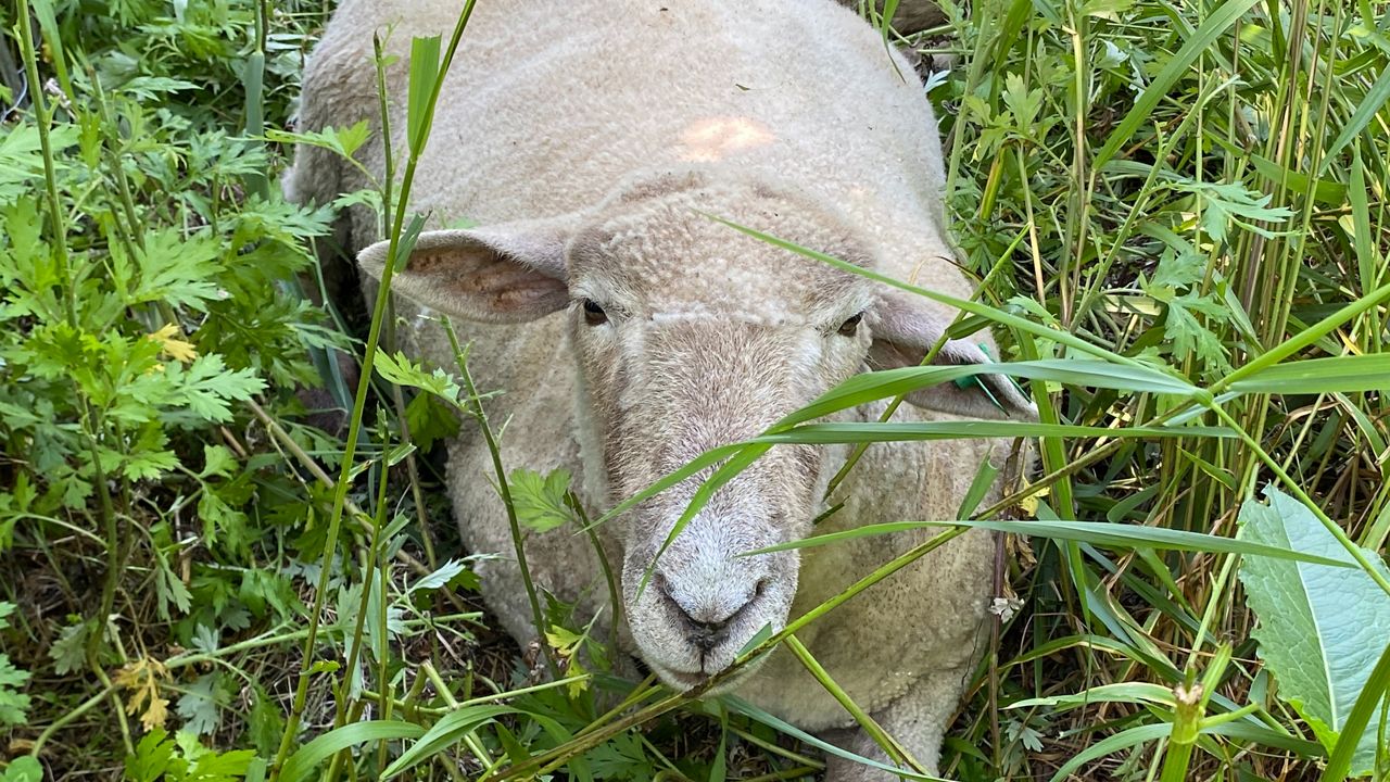 Landscaping sheep return to Governors Island