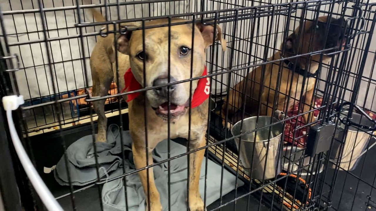 Animal shelters overcrowded as college kids move home