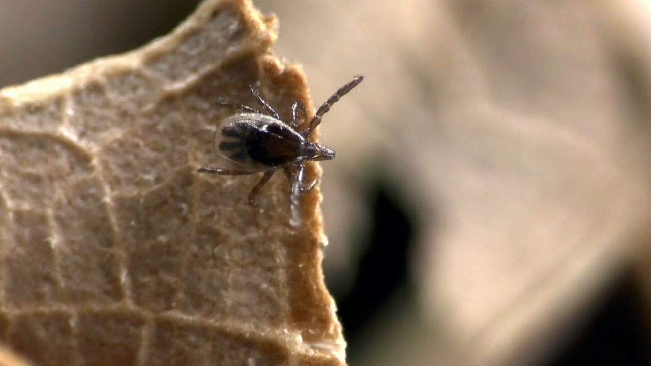 With Surge in Lyme Disease, Researchers Track Ticks in SI