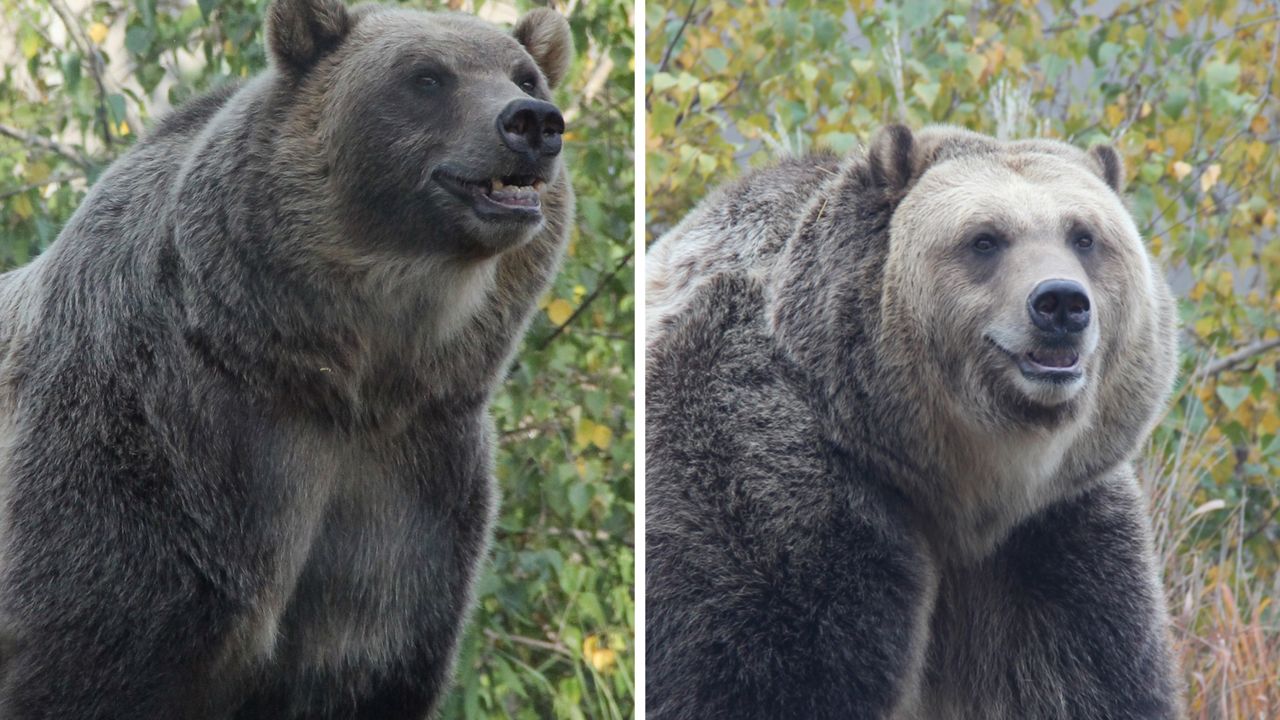 A Look at Wisconsin's Chunky Bears During “Fat Bear Week”