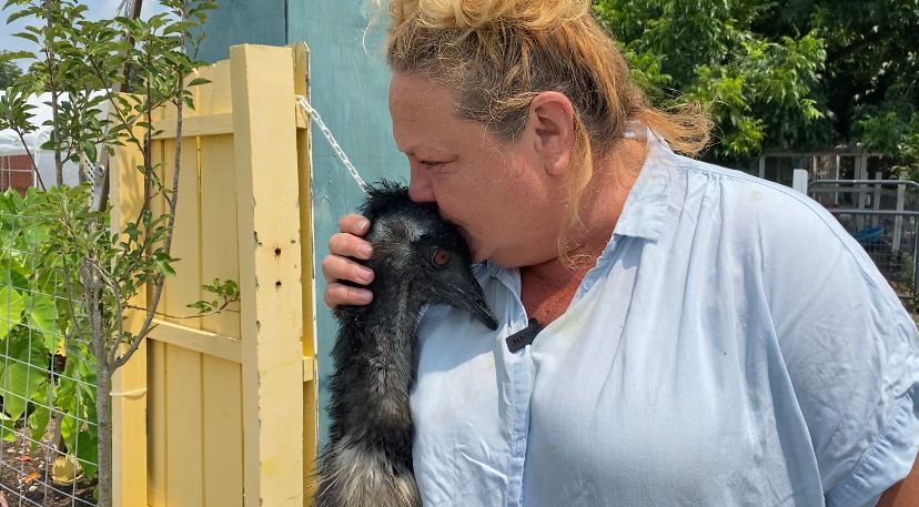 Skywatch Bird Rescue