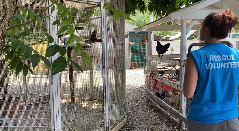 Skywatch Bird Rescue