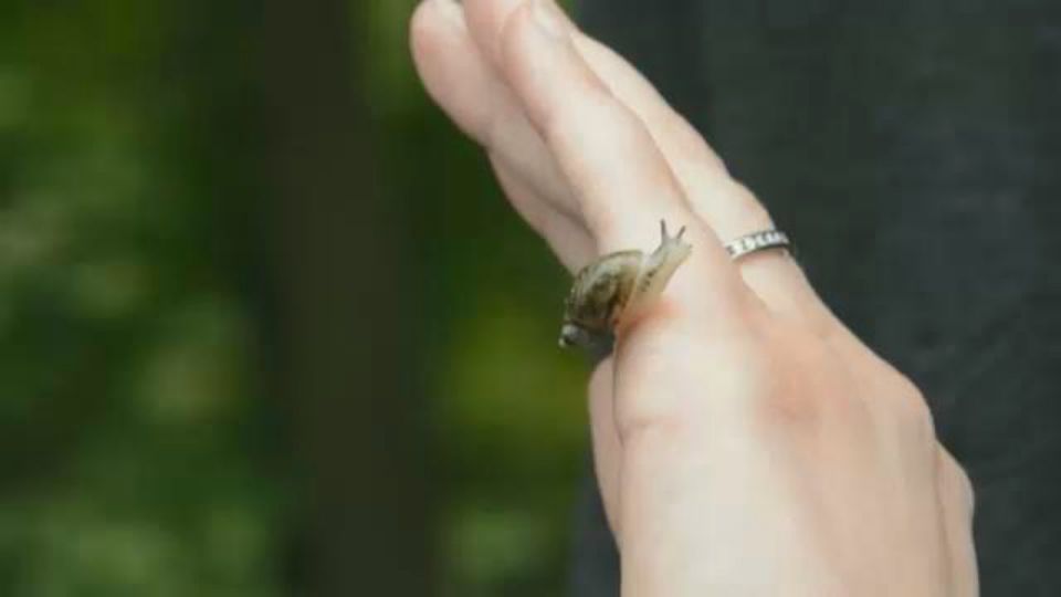 Going Green: The endangered Chittenango ovate amber snail