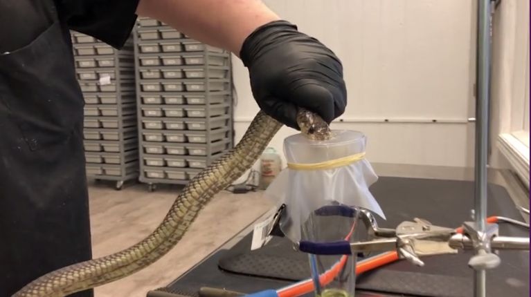 Oshkosh venom lab expands to include education