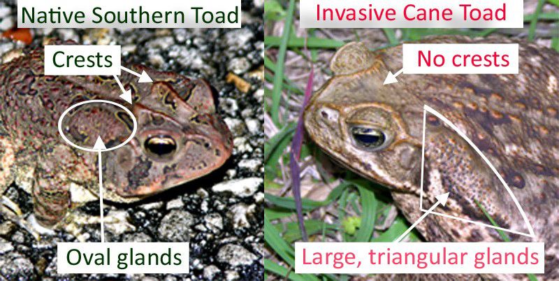 Pet owners advised to look out for invasive cane toads