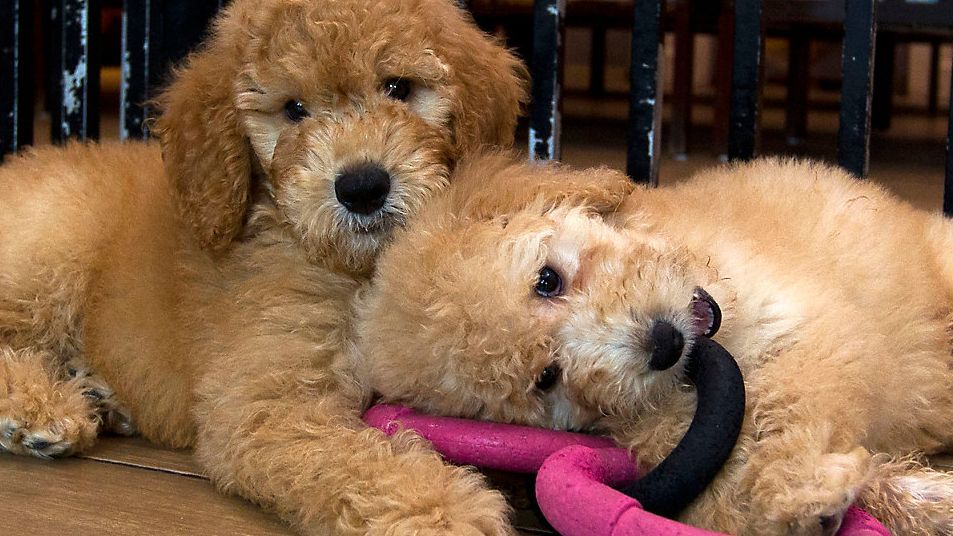 Orange County halts plans for dog breeding operation