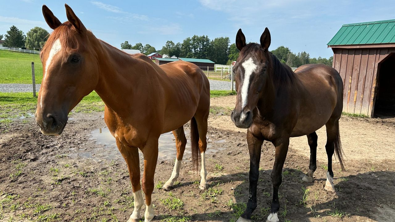 Rescued race horse sanctuary provides equine therapy