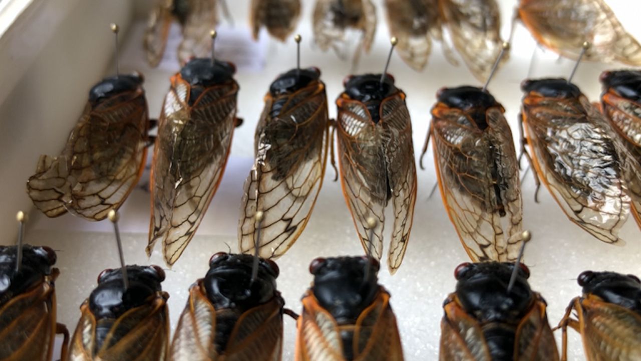 Brood X Cicadas To Return After 17 Years