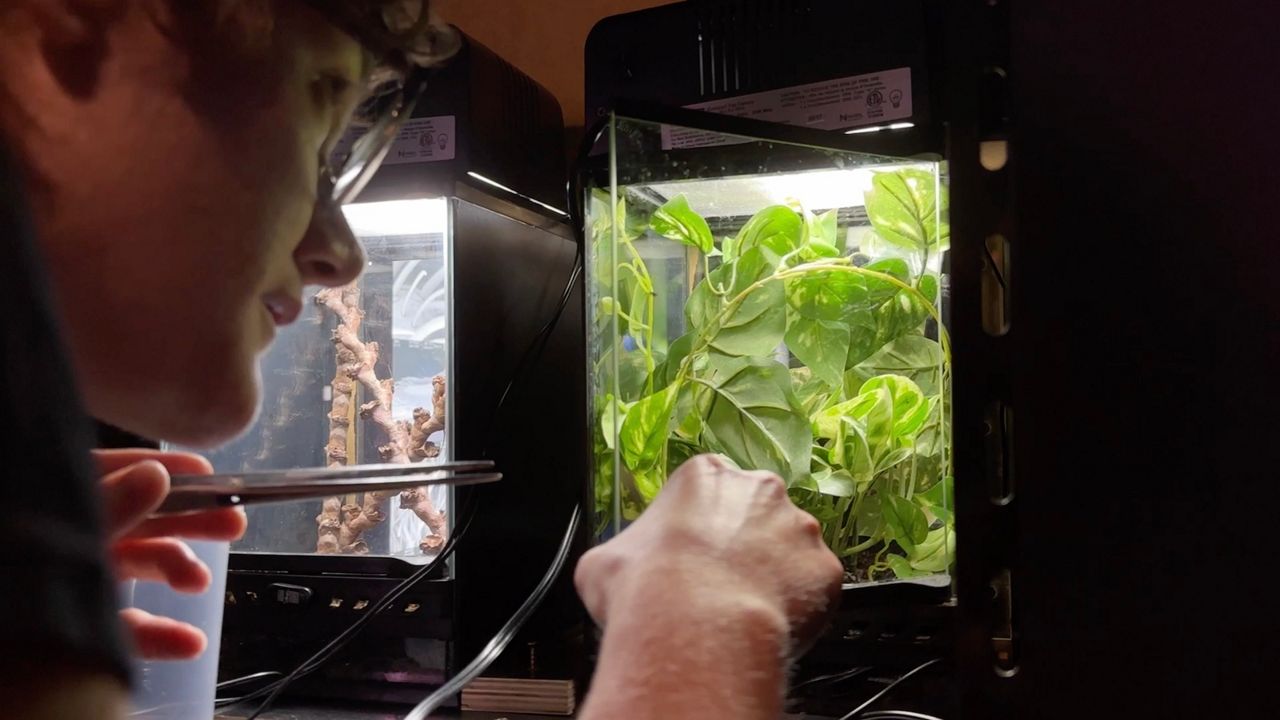 Museum Spider Exhibit