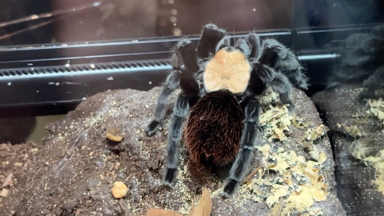 Museum Spider Exhibit