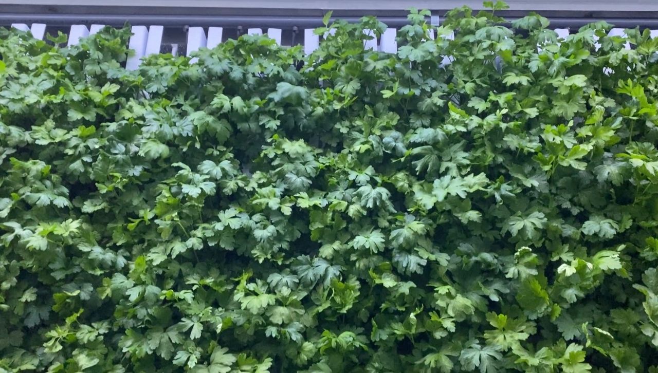 Square Roots hydroponic farm opens campus in Springfield