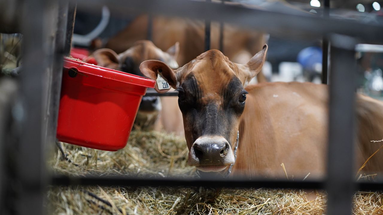 State Fair exhibition halls showcasing all things Kentucky