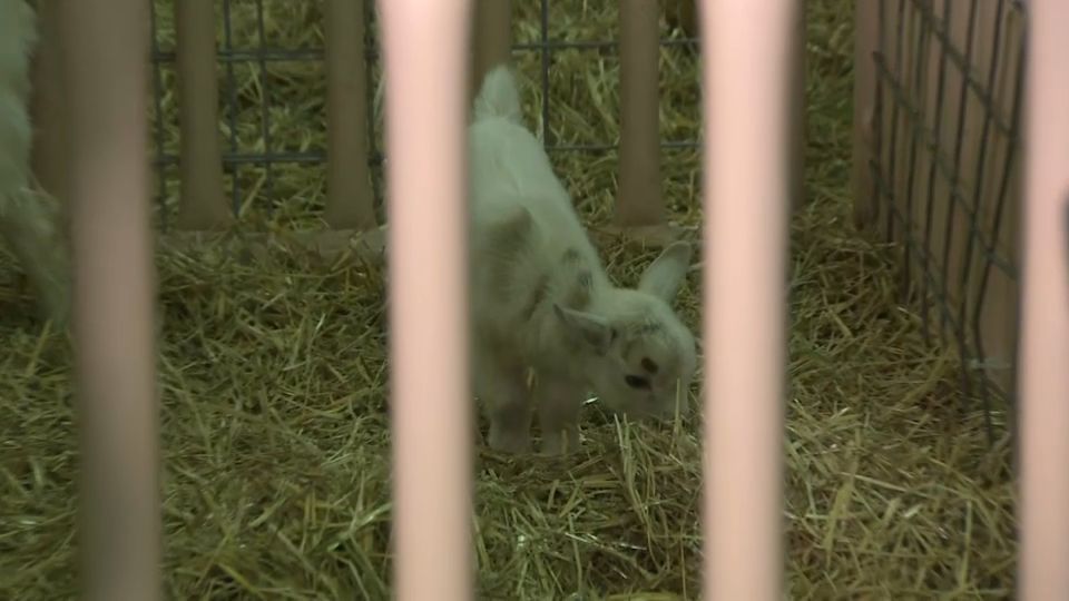Meet some of the animals at State Fair of Texas