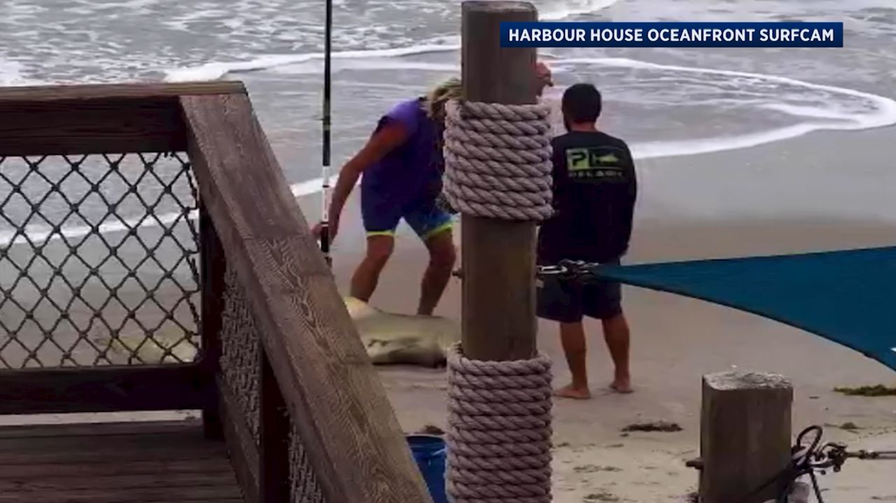 FWC investigates man who beat a shark to death with a hammer