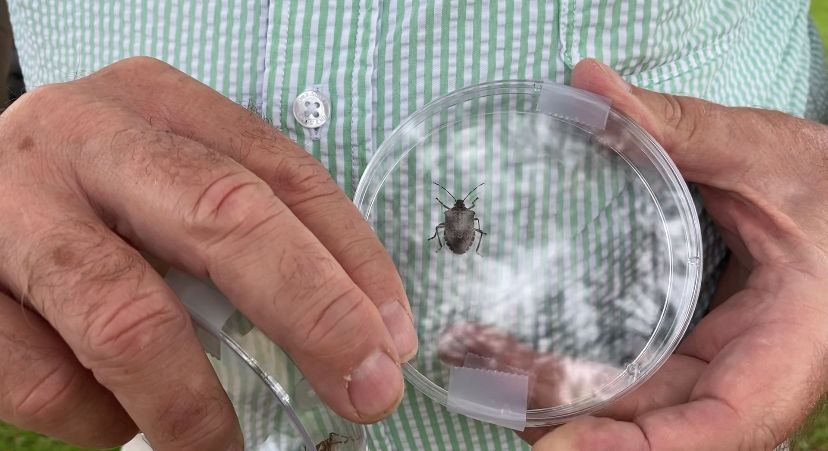 How to keep stink bugs out of your house this winter