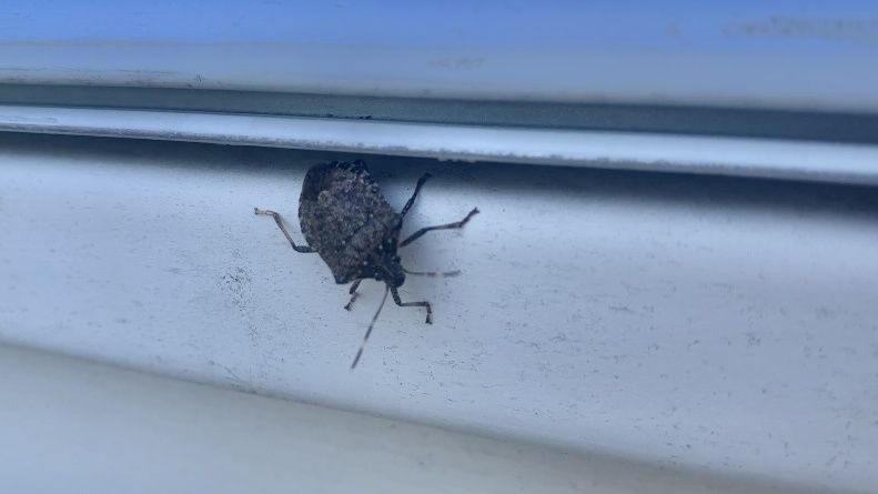 Cold temps mean return of stink bugs.