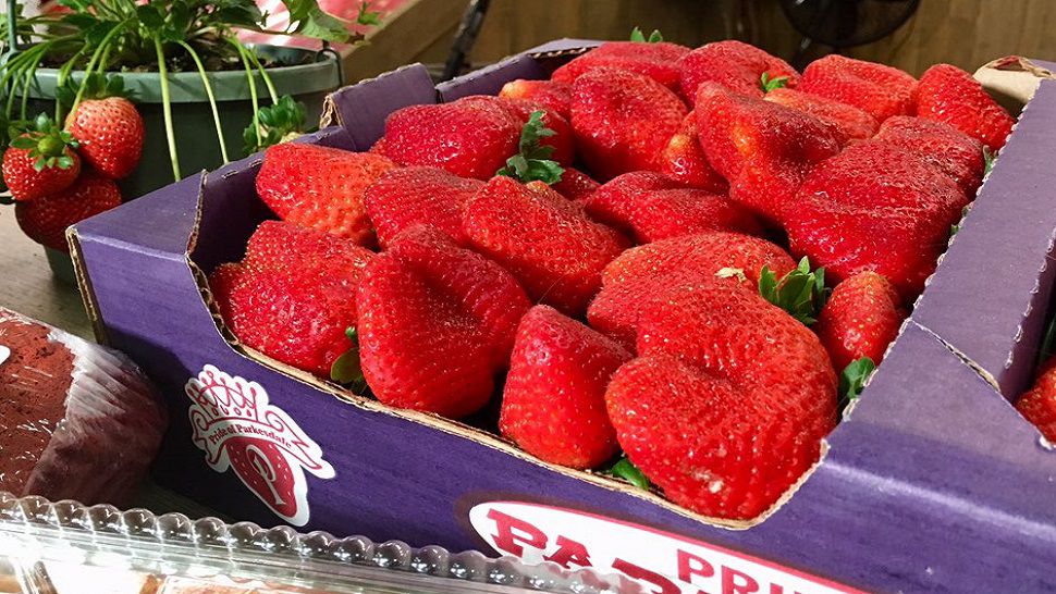 Florida Strawberry Festival Kicks Off Thursday
