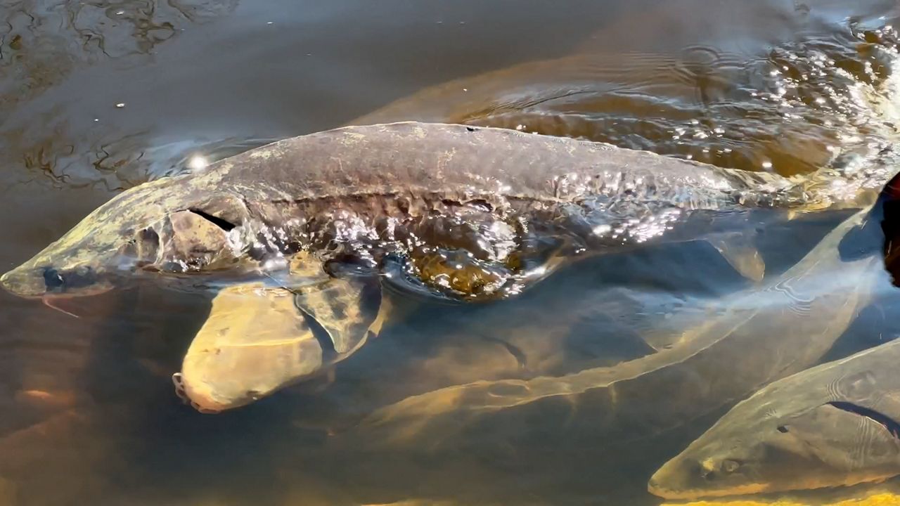 The plan to reintroduce a native fish to Lake Erie