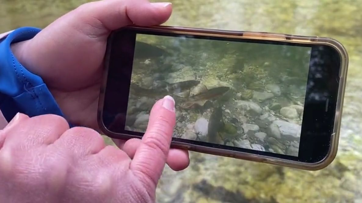 Wisconsin volunteers help study migration of sucker fish