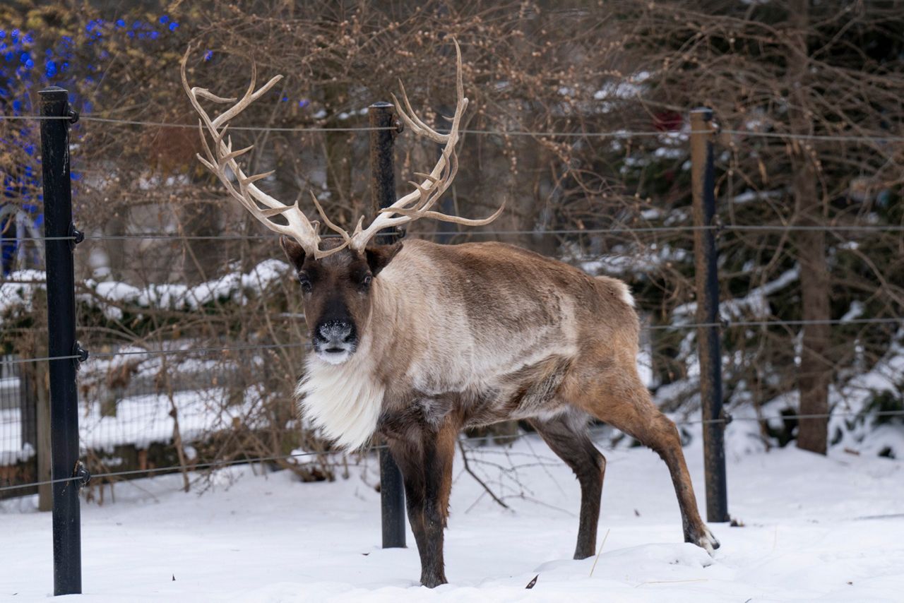 Columbus Zoo announces 2 new reindeer, but loses another