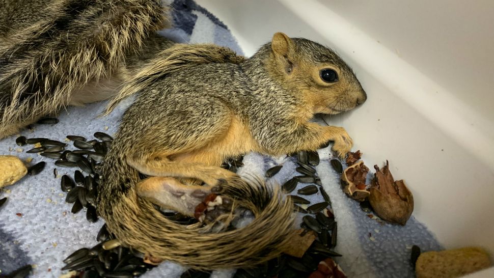 A Look inside Austin Wildlife Rescue's Rehab Facility