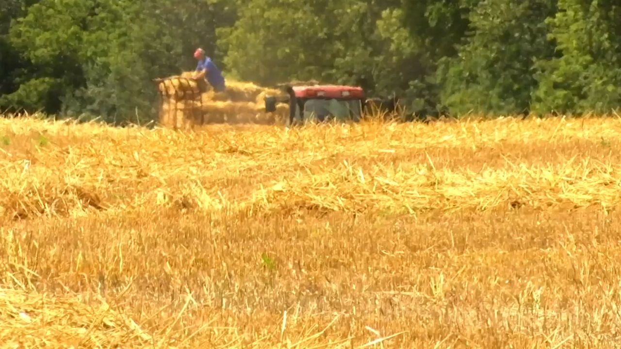 Farmers at higher risk of skin cancer