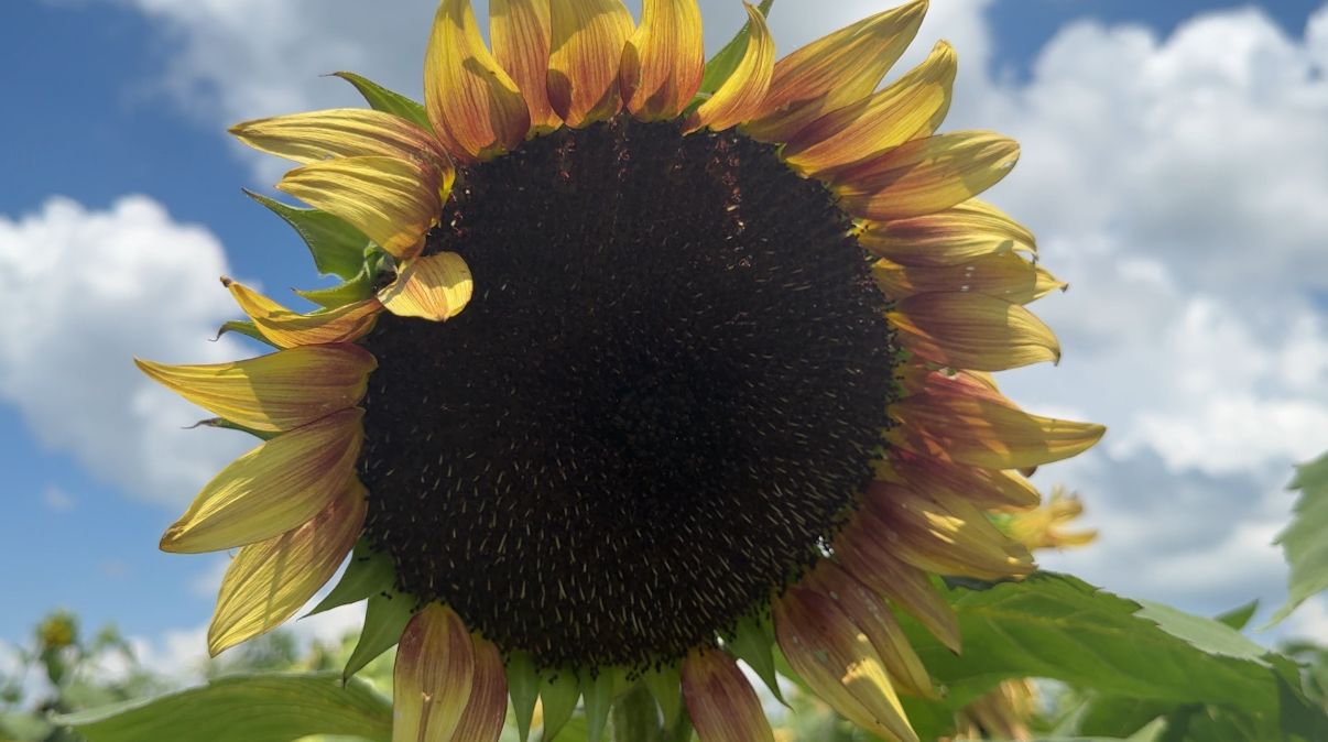 Hardin County's Sunflower Festival in full bloom