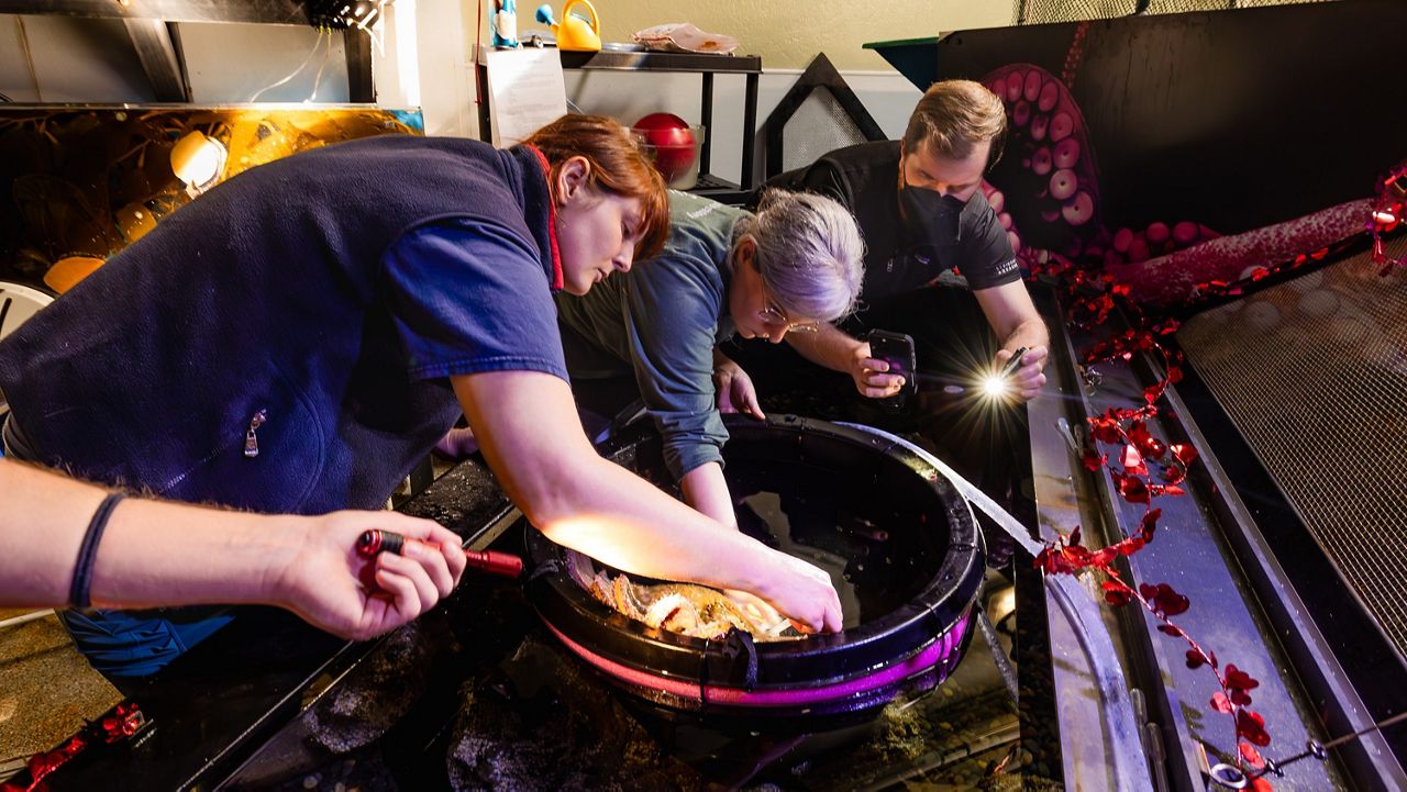 Spawning hope for the sunflower sea star