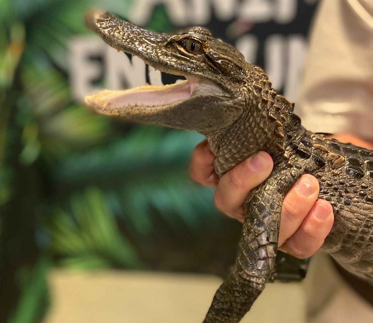 N.C. Pet Expo features exotic animals at state fairgrounds