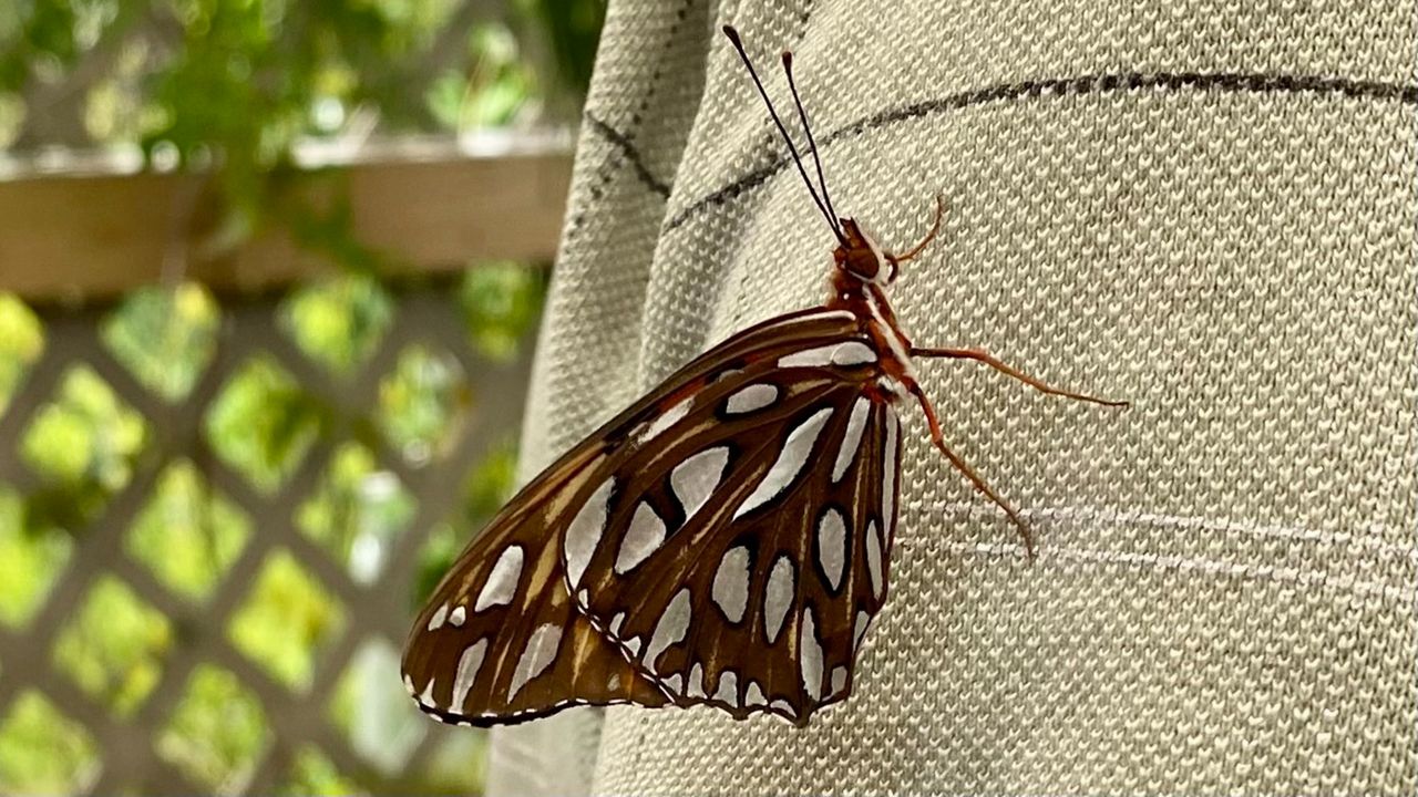 Native nursery in South Tampa is home to a bug zoo