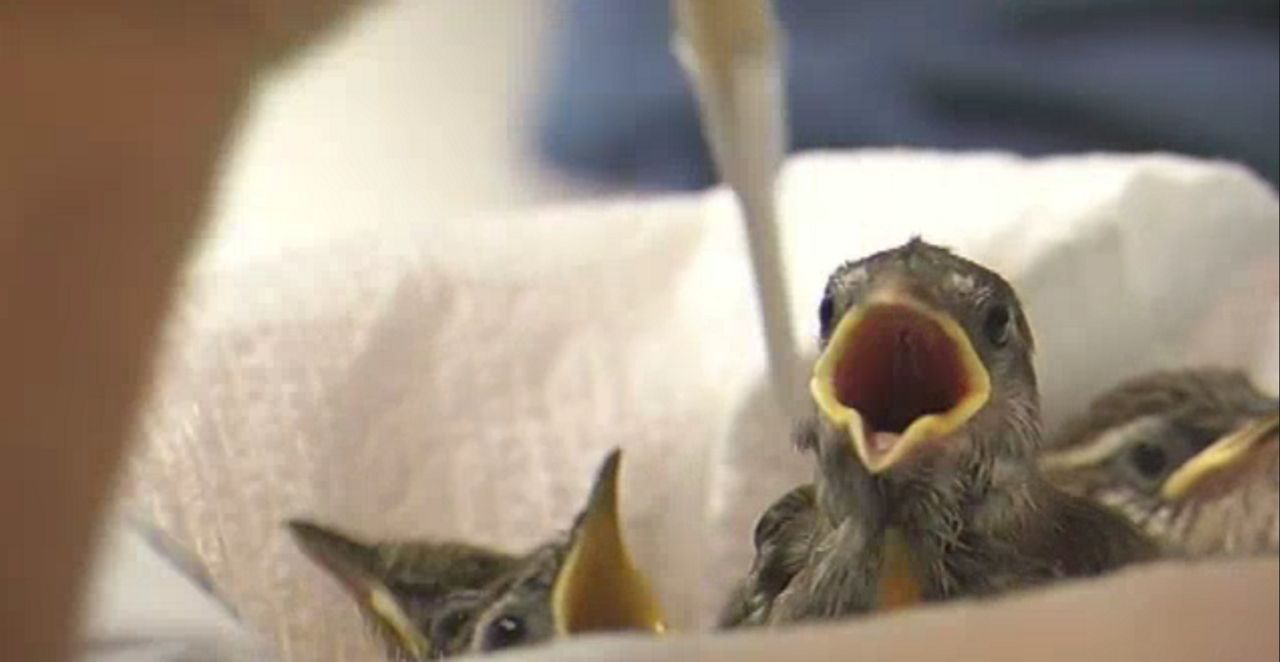 Giving Back: Volunteers Needed to Help Care for Birds