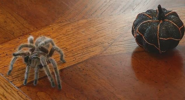 Looking for a Unique Pet? Try a Tarantula