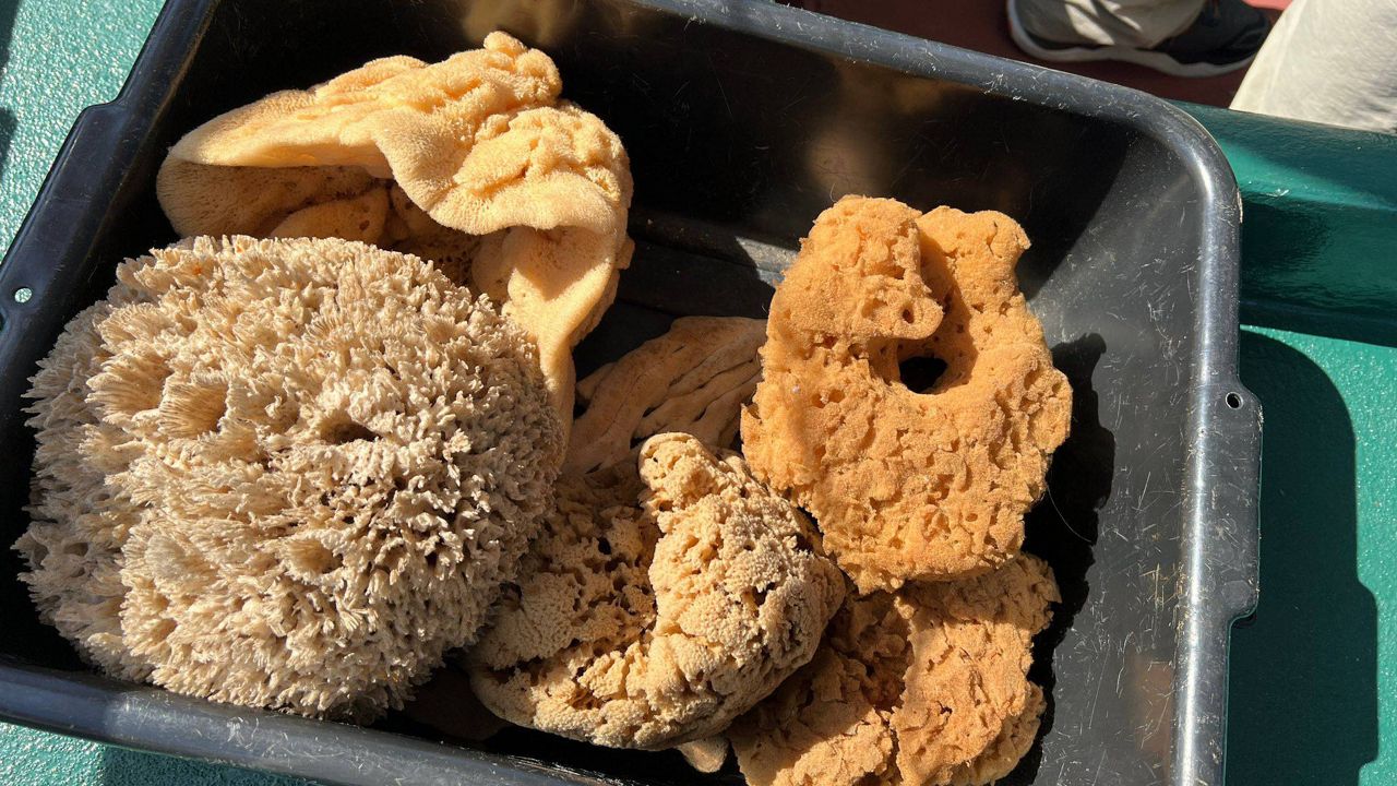 Learn about Tarpon Springs Sponge Docks at Spongeorama