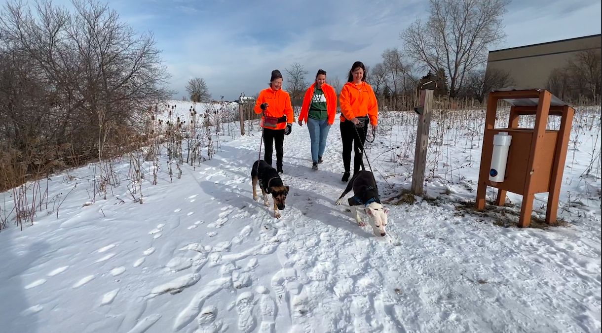 HAWS creates K9 Task Force to help long-term dogs