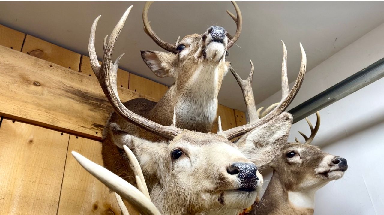Taxidermist seeks to preserve the memories of hunting