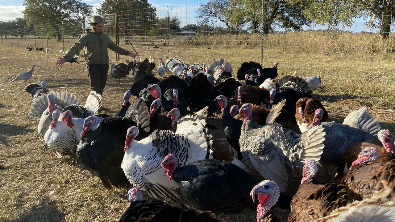 Turkeys are Helping Regenerate a Hill Country Ranch