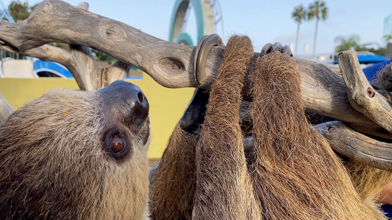 San Diego sloths help raise awareness