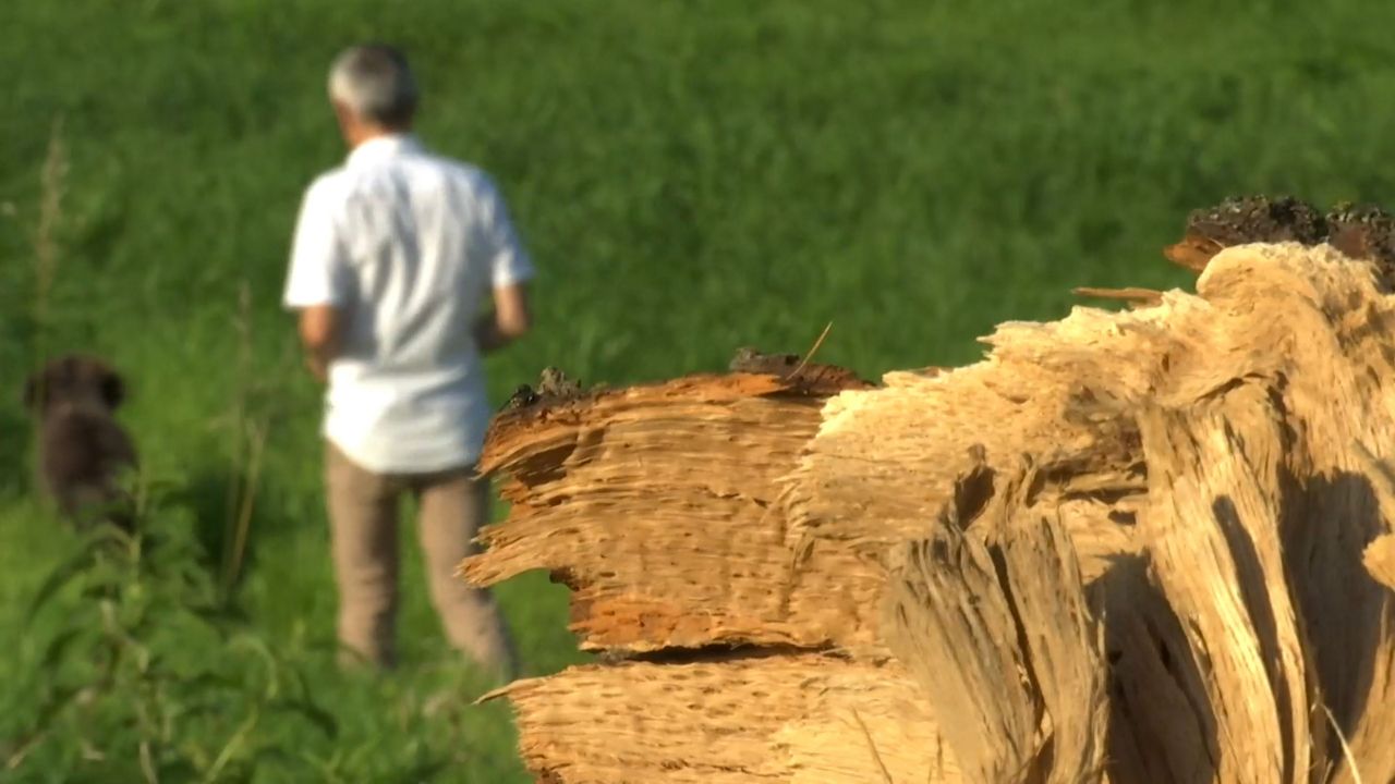 Photographer mourns the loss of “That Tree”