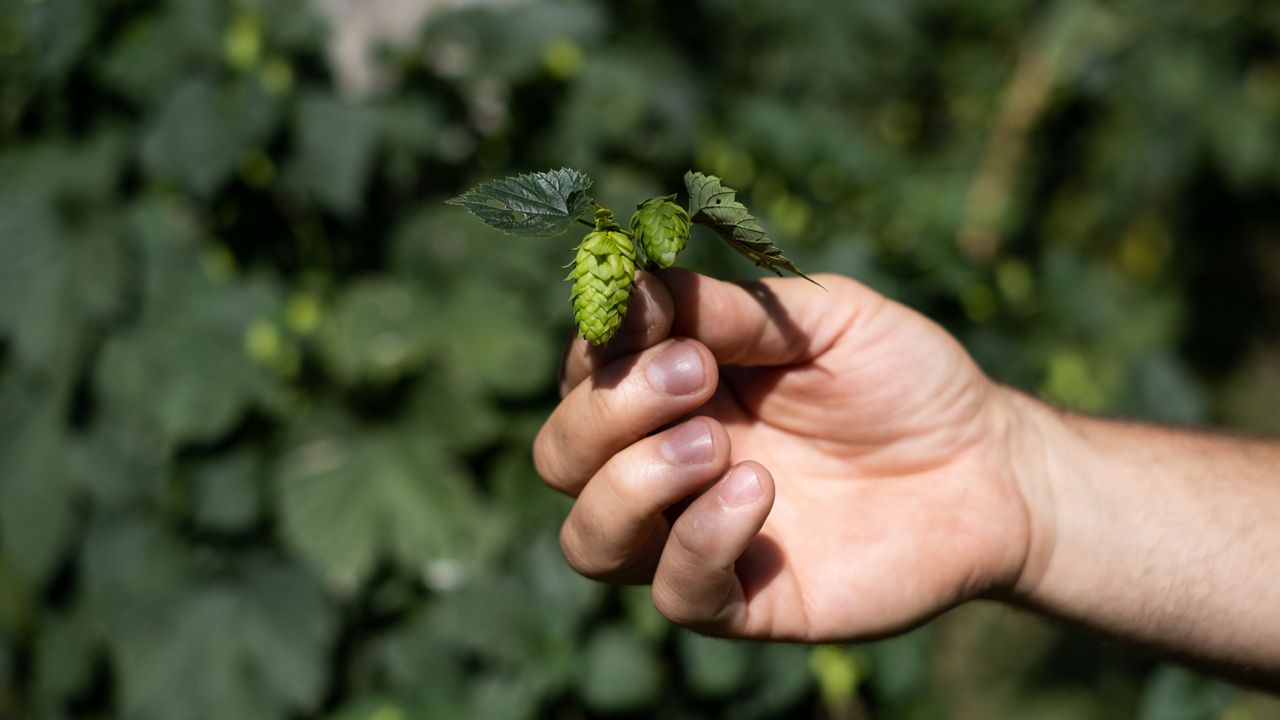 How New York farm breweries are getting a boost