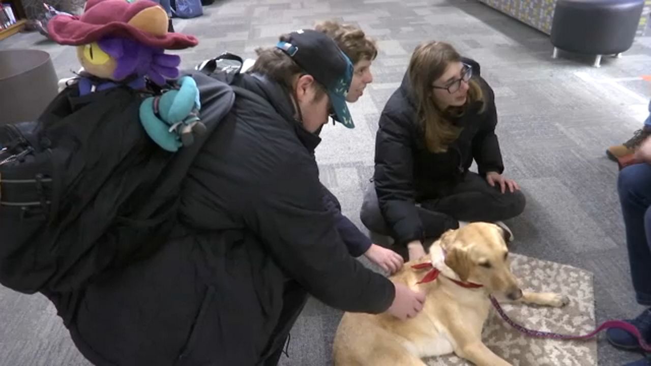 RIT brings therapy dogs to campus for students to relive stress