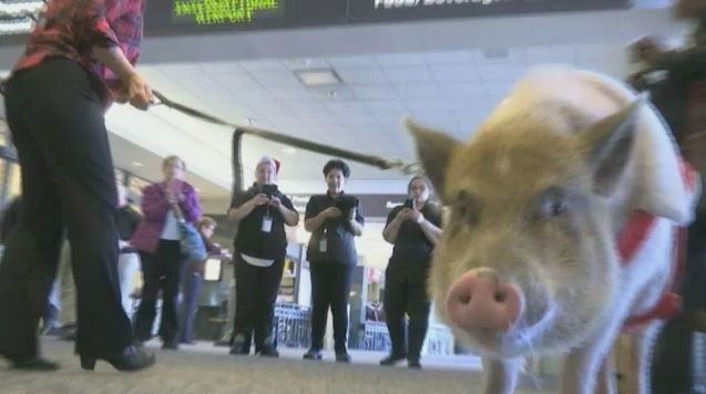 Therapy Pig Brightens Albany Airport Travelers' Spirits