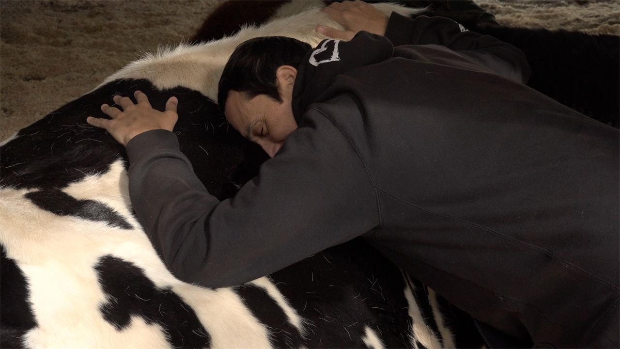 Animal rescue sanctuary offers cow hugging therapy