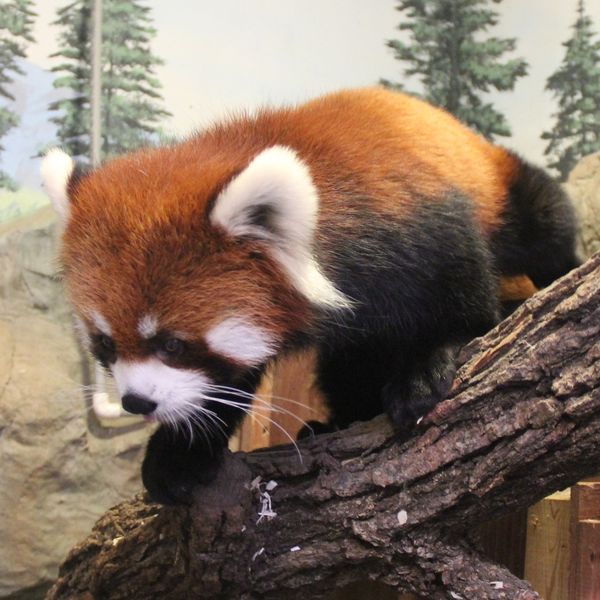 Henry Villas Zoo announces the arrival of new red panda